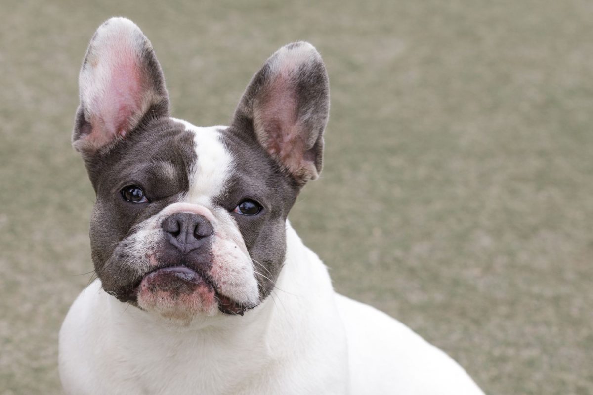 Pied French Bulldog: Behind The Distinct Color Pattern