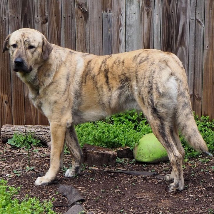 The Brindle Anatolian Shepherd Is A Tiger On A Budget