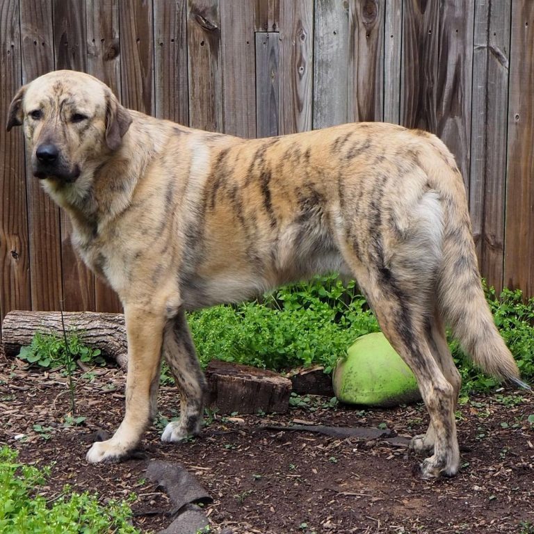 The Brindle Anatolian Shepherd Is A Tiger On A Budget