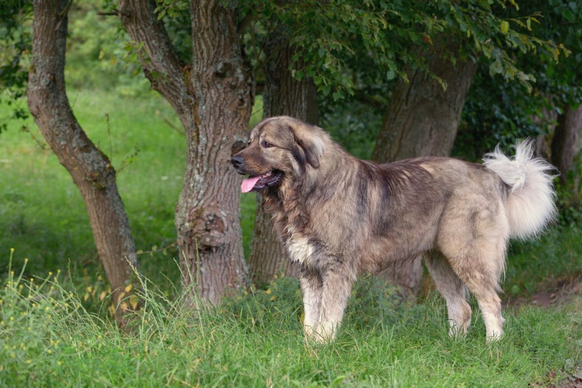 Caucasian Shepherd Growth Chart — Big And Bold Russian Bear Dogs
