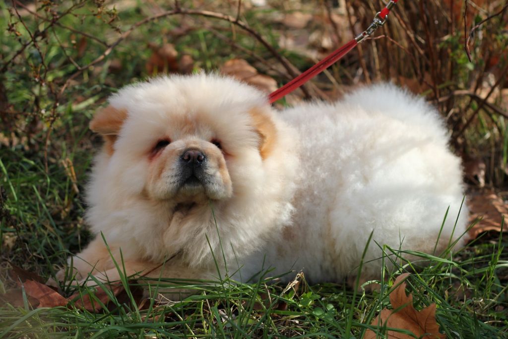 The 5 Best Chow Chow Breeders In The UK