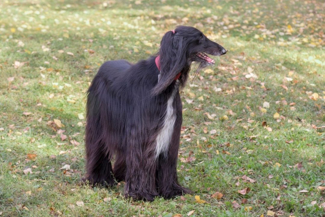 7 Afghan Hound Breeders You Should Check Out
