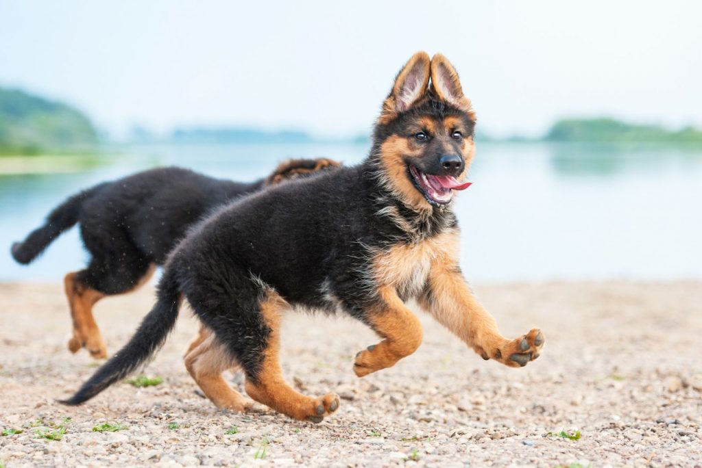 Top 11 German Shepherd Breeders in Oregon: Find A GSD Puppy