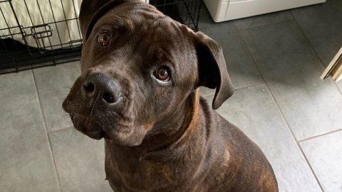 Is A Rottweiler Bullmastiff Mix A Smart Choice?