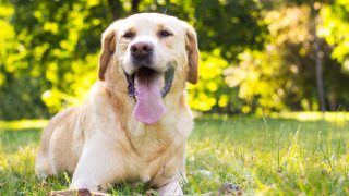 Is A Short Haired Golden Retriever Really A Thing?