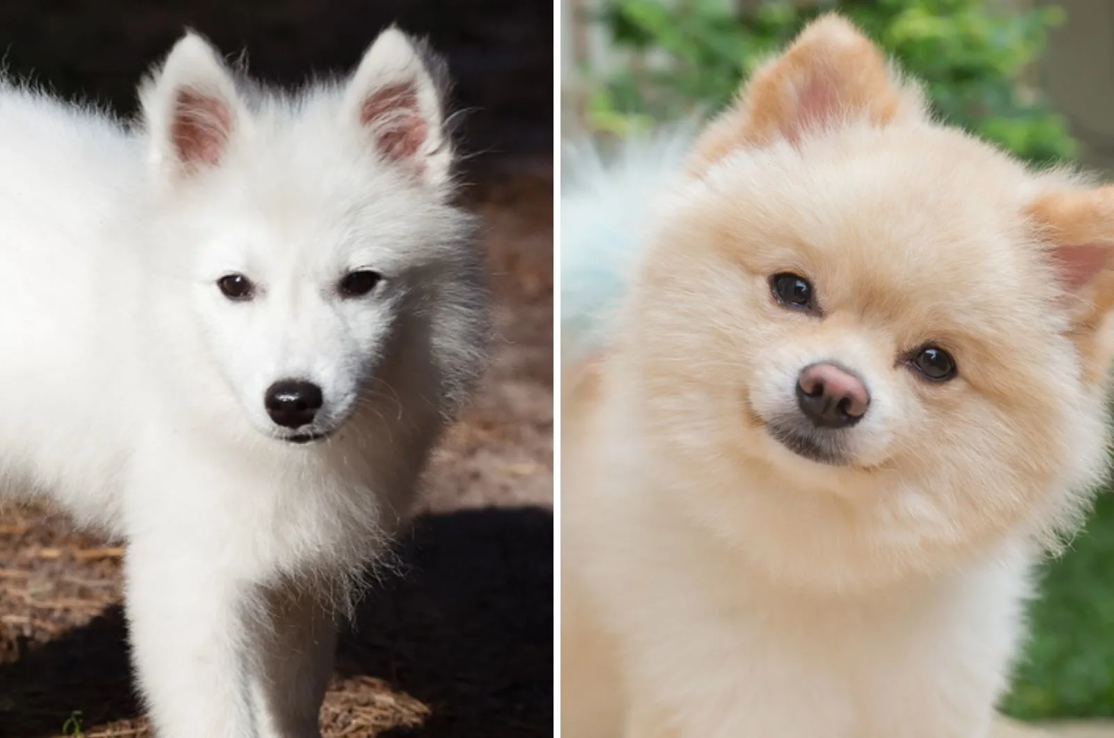 Are Japanese Spitz Smart