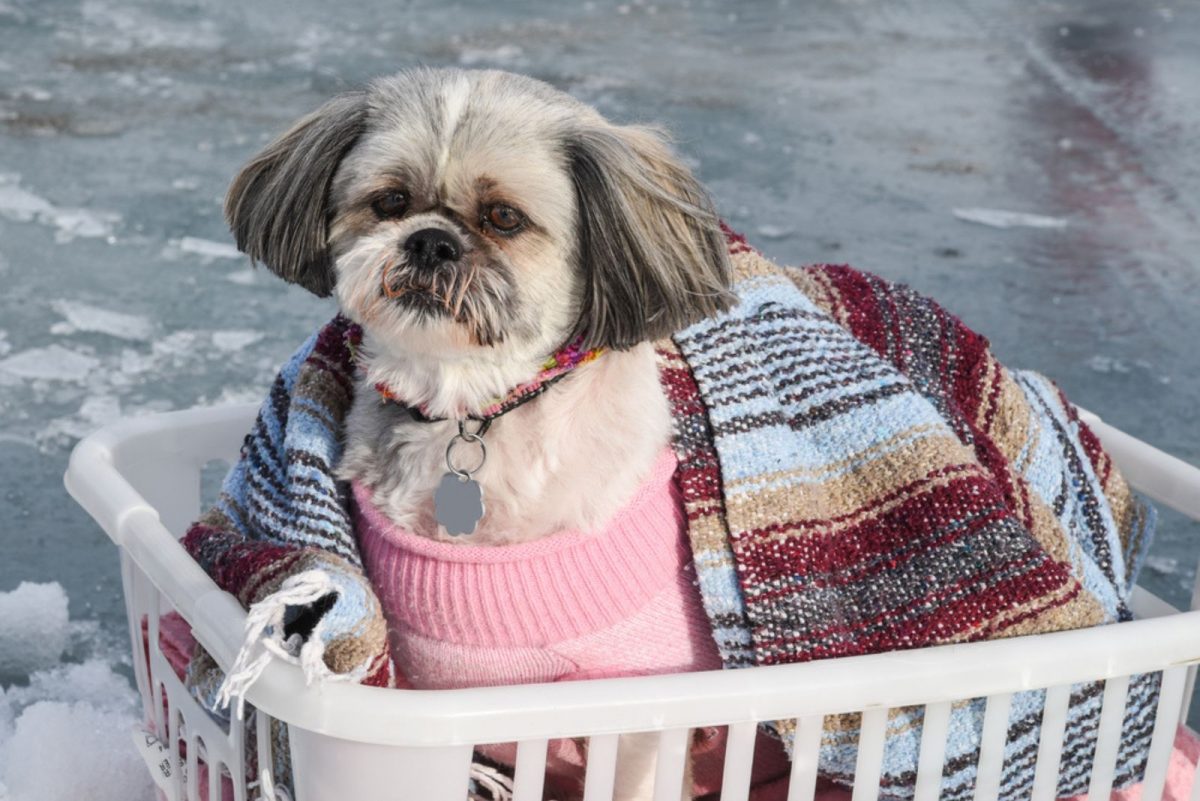 Shih Tzu Pregnancy Guide Weekly Expectations