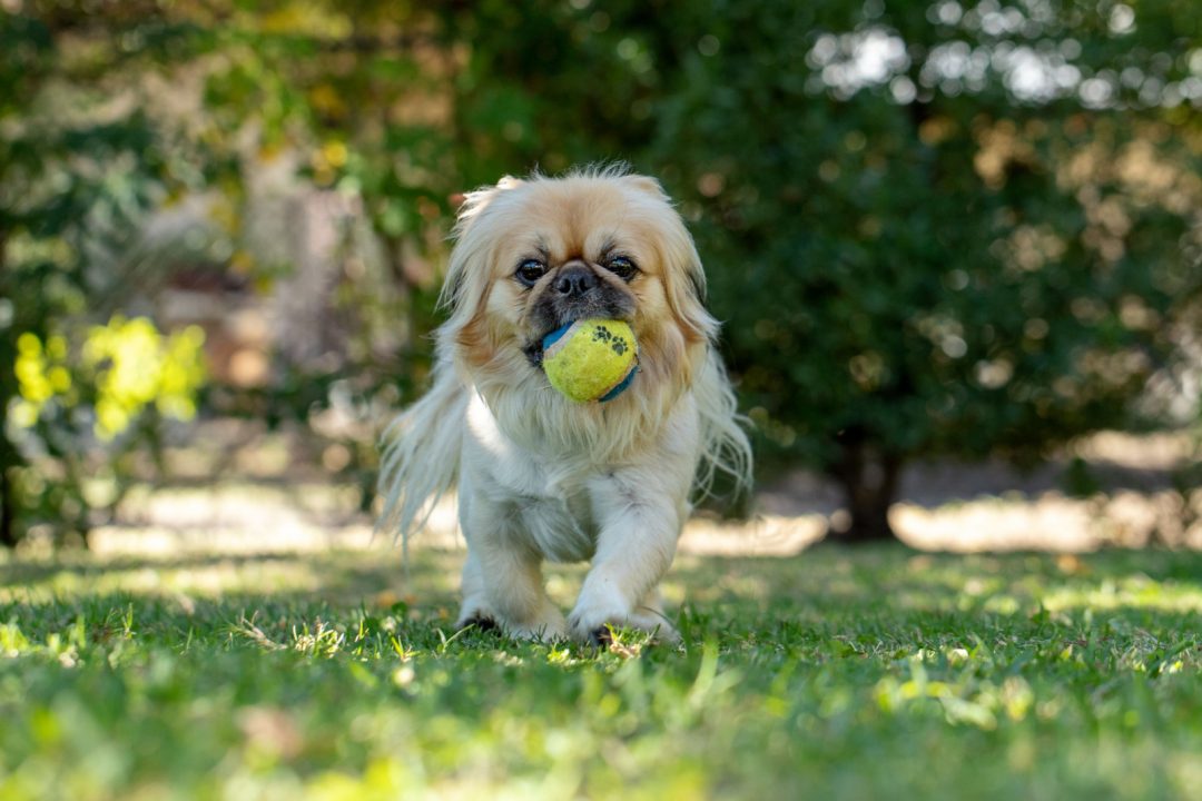14 Pekingese Colors And Color Combinations, And 7 Markings