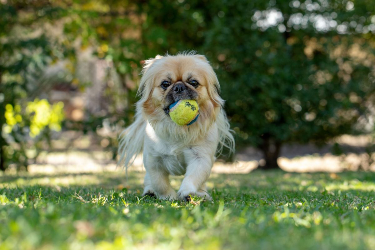 14 Pekingese Colors And Color Combinations, And 7 Markings