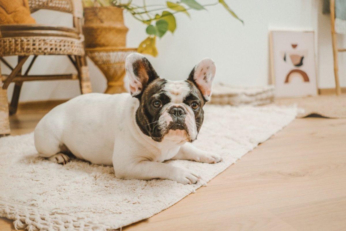 Pied French Bulldog: Behind The Distinct Color Pattern
