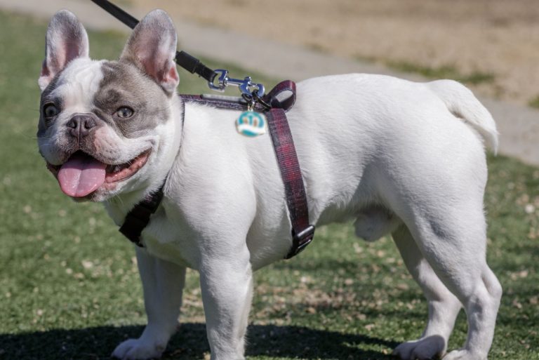 Pied French Bulldog: Behind The Distinct Color Pattern