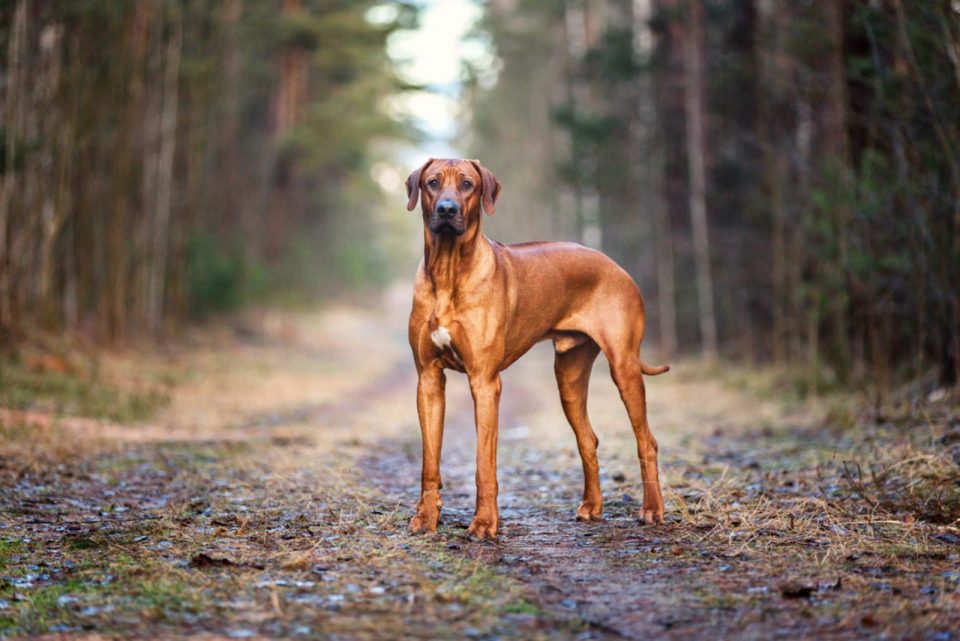 24 Muscular Dog Breeds You Don't Have To Be Afraid Of