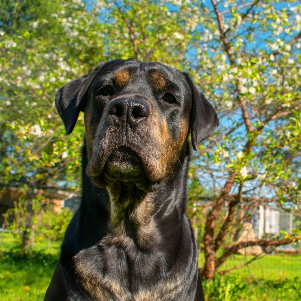 Is A Rottweiler Bullmastiff Mix A Smart Choice?
