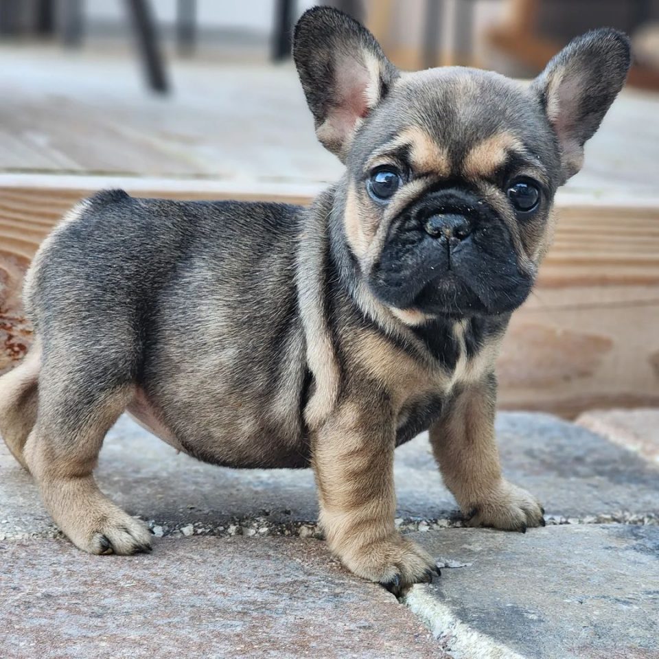 What Is A Sable French Bulldog at Jesse Gisborne blog