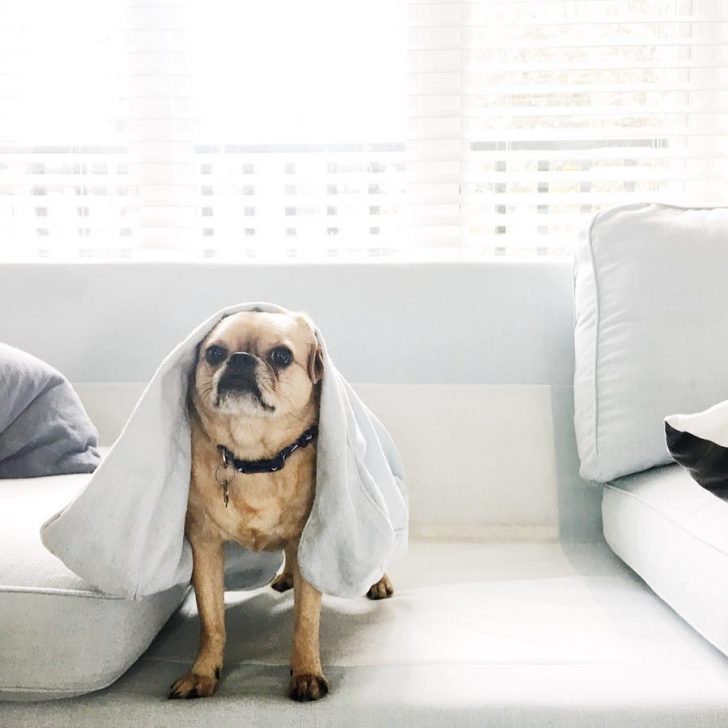 The Brussels Griffon Pug Mix For A Brighter Life