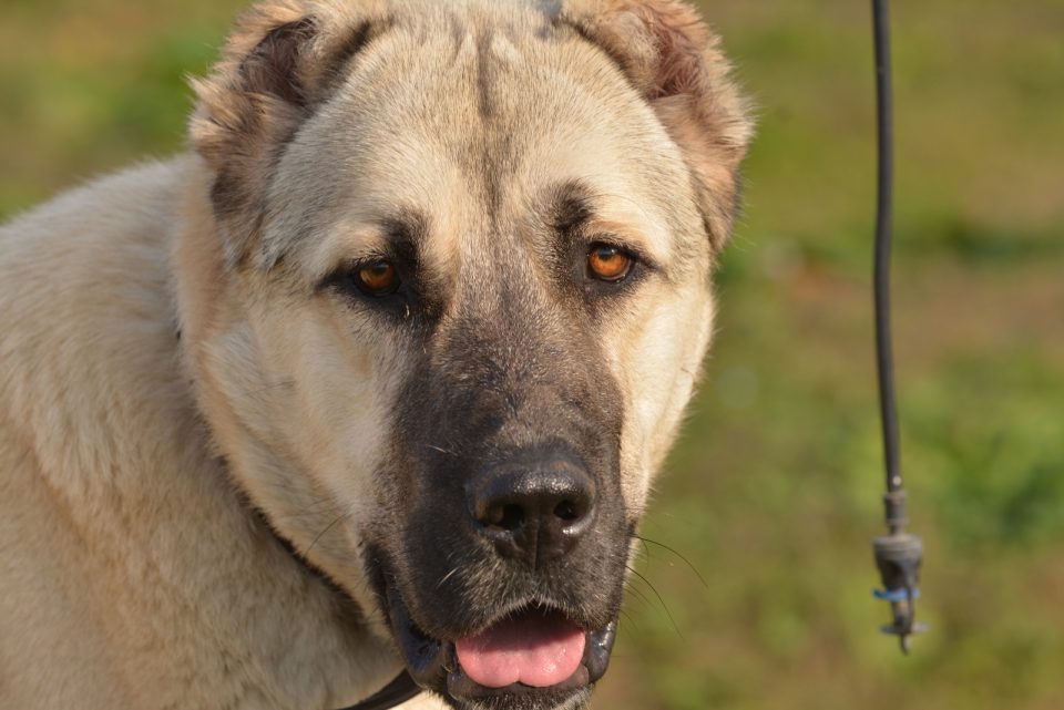 Kangal Growth Chart: How Big Do These Tough Pups Get?