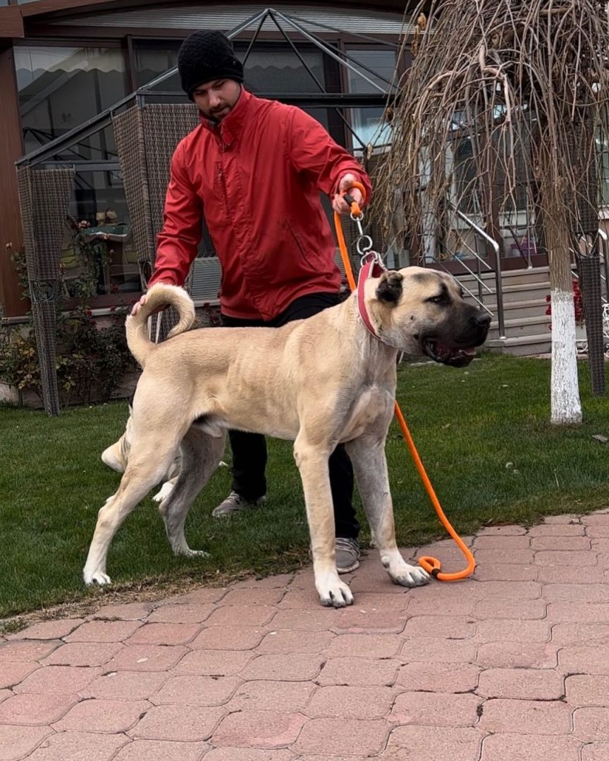 The “Anatolian Shepherd Vs Kangal” Never-Ending Dilemma