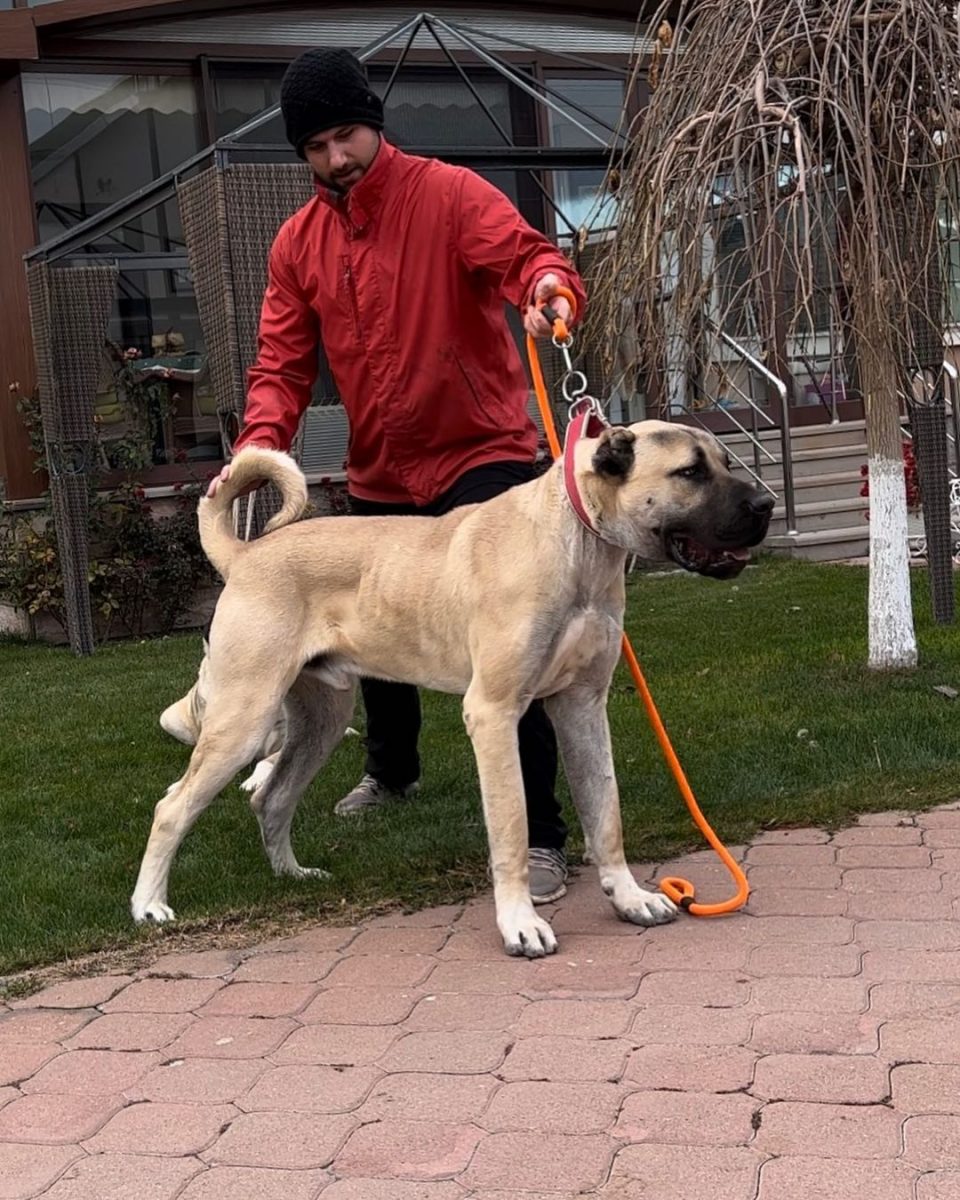 The “Anatolian Shepherd Vs Kangal” Never-Ending Dilemma