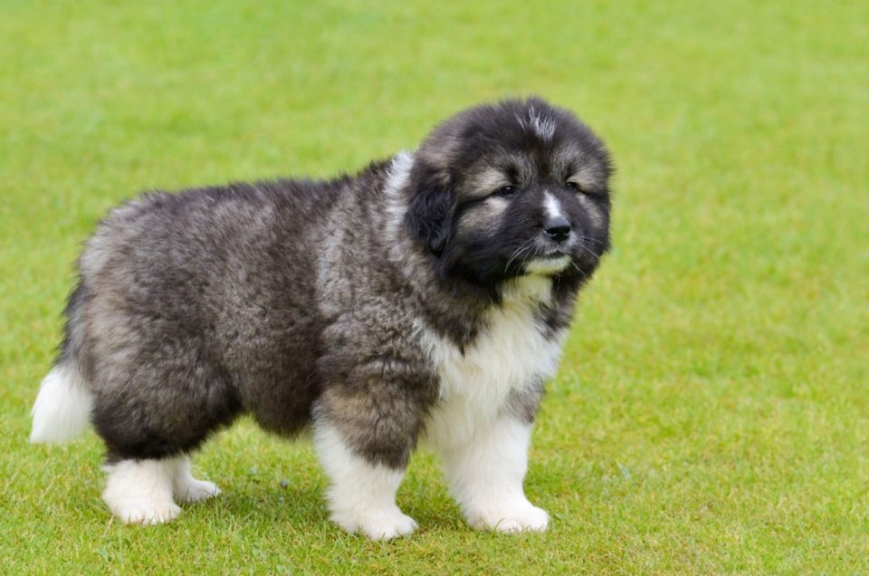 8 Best Caucasian Shepherd Breeders In The United States