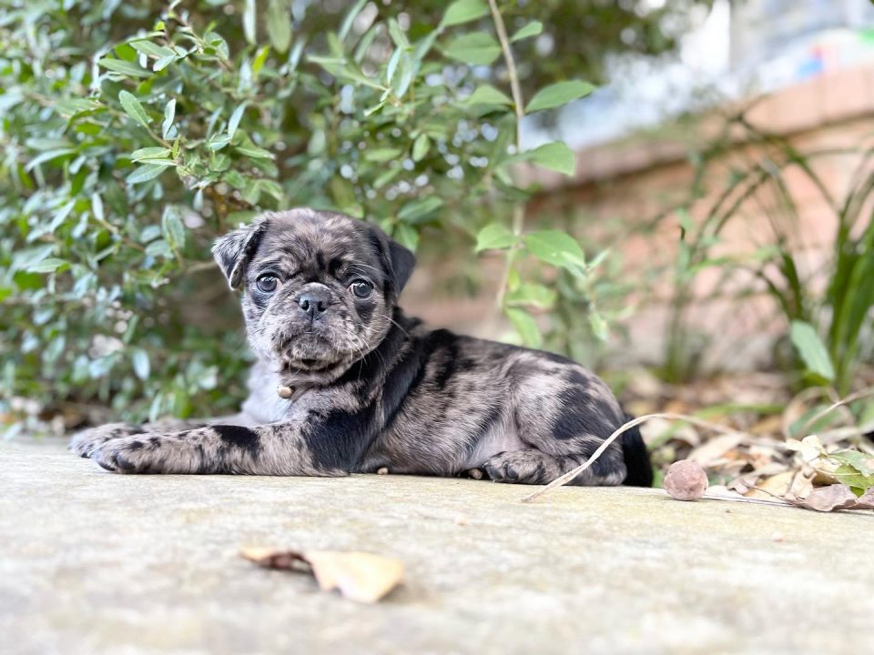 Merle Pug: Do They Even Exist, Or Are They A Myth?