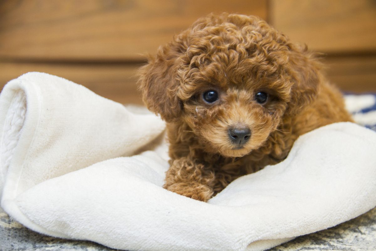 14 Small Brown Dog Breeds As Cute As Nuggets