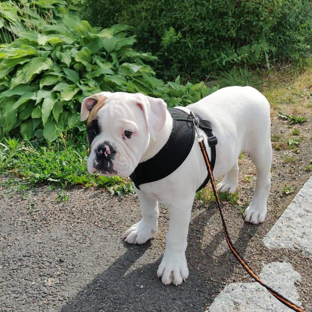 American Bulldog Mixes: 37 And Counting