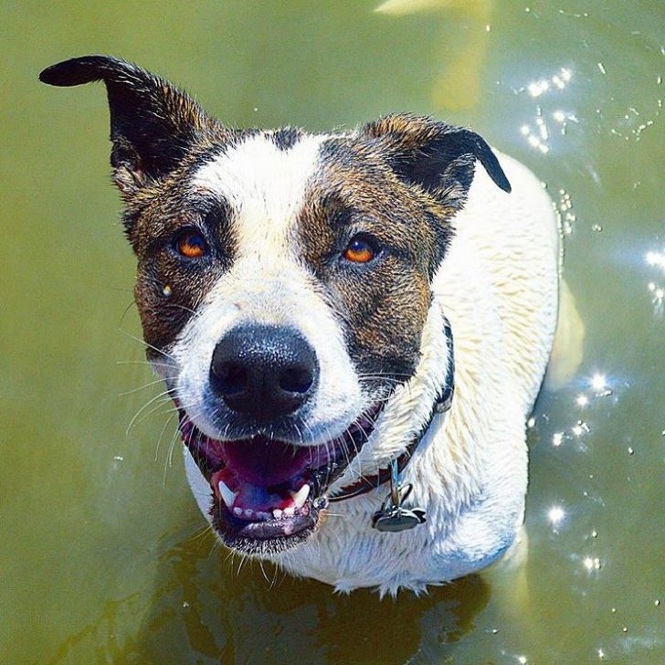 American Bulldog Mixes: 37 And Counting