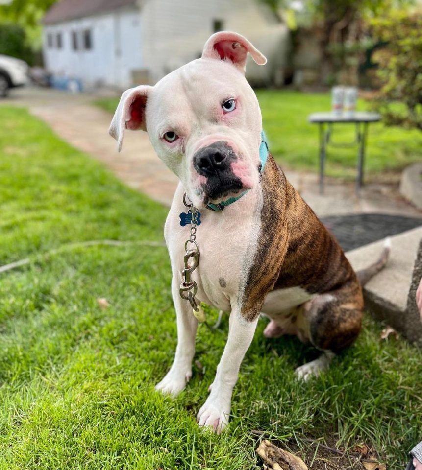 American Bulldog Mixes: 37 And Counting