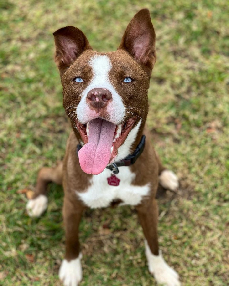 American Bulldog Mixes: 37 And Counting