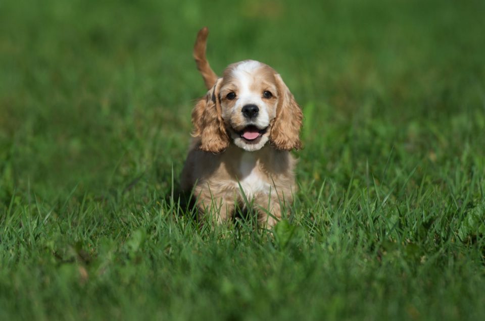 3 Cocker Spaniel Breeders In Oregon