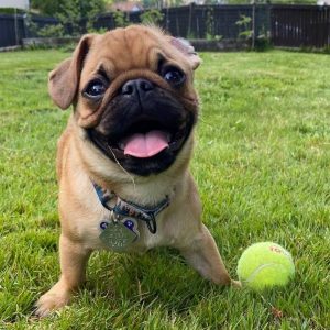 The Apricot Pug — As Sweet As An Apricot