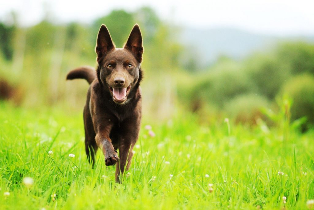 5 Australian Kelpie Breeders The Australians Would Be Proud Of