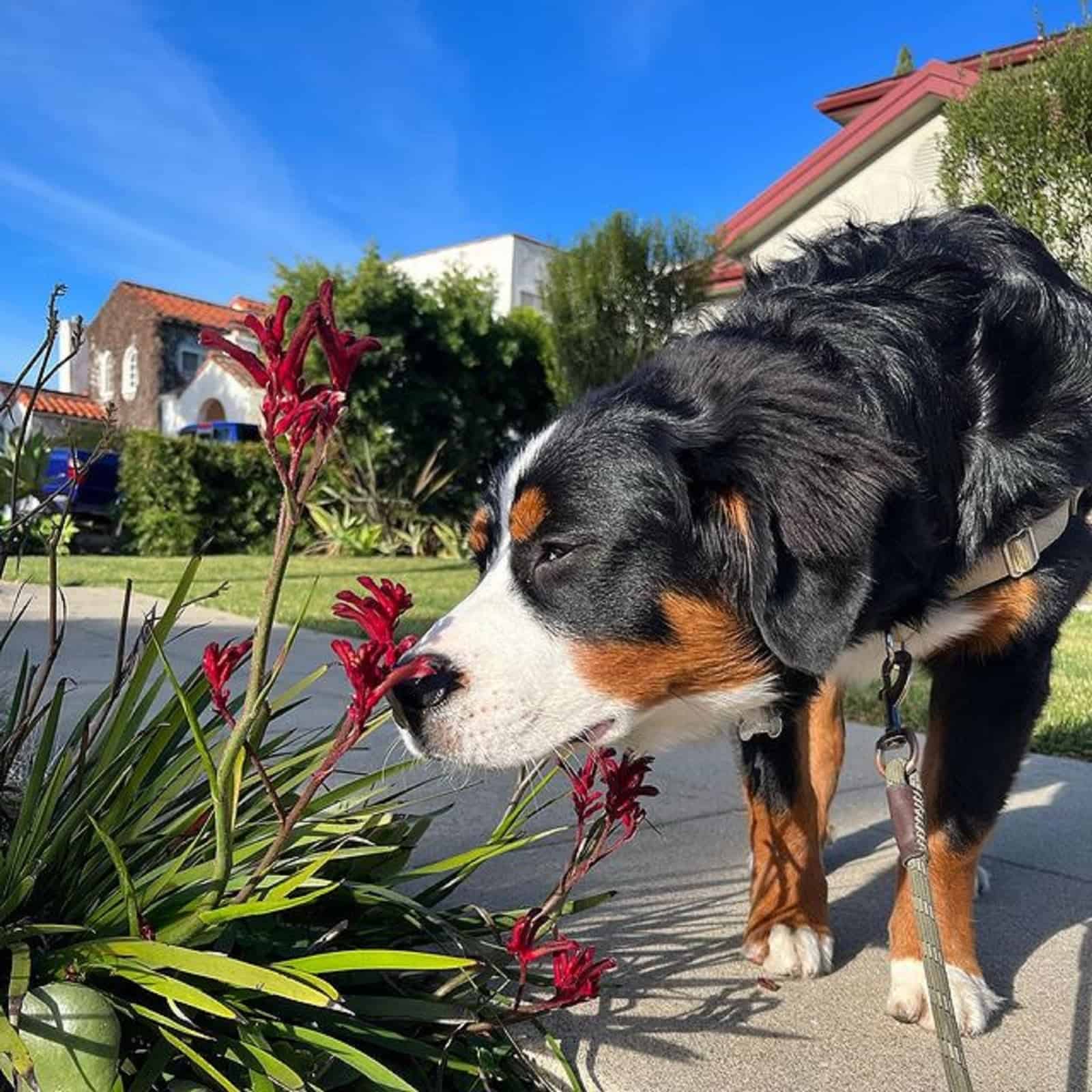 A Guide On The Australian Shepherd Bernese Mountain Dog Mix