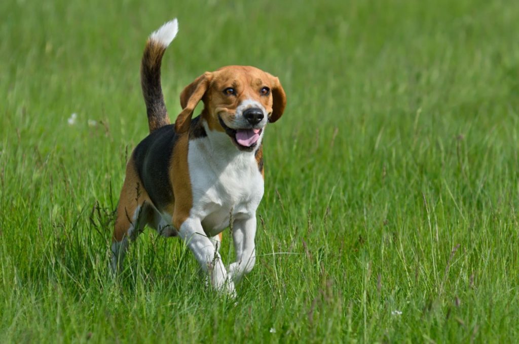 The Jack Russell Beagle Mix: Everything About The Jackabee