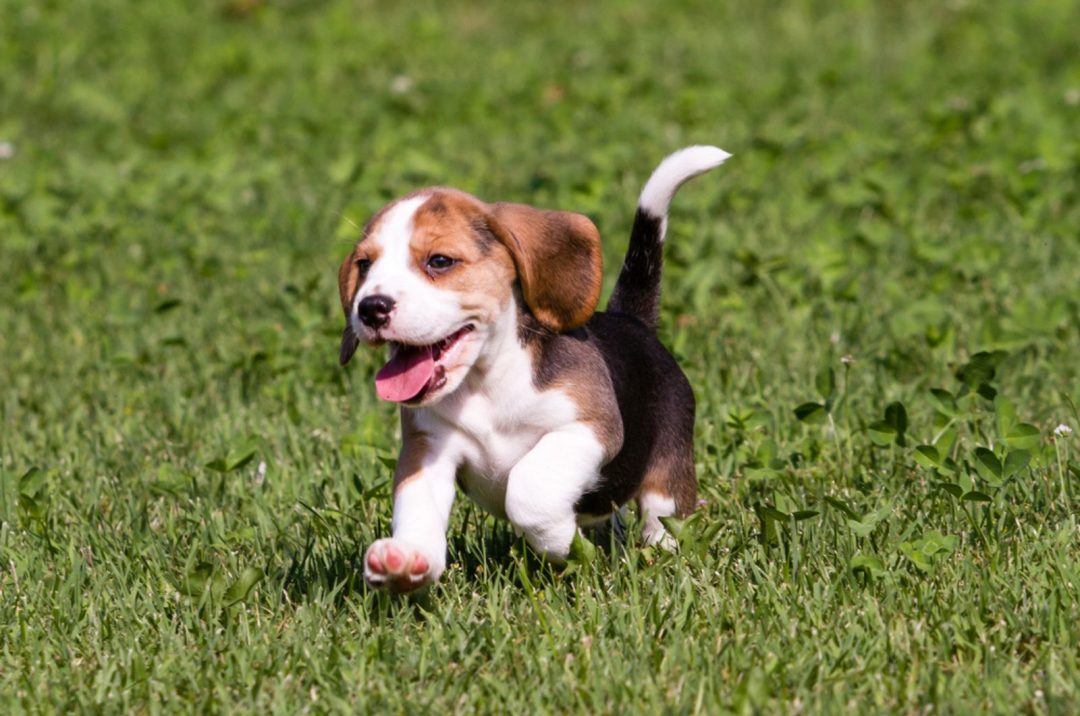 Top 7 Beagle Breeders In Oregon — Best Beagles In The State