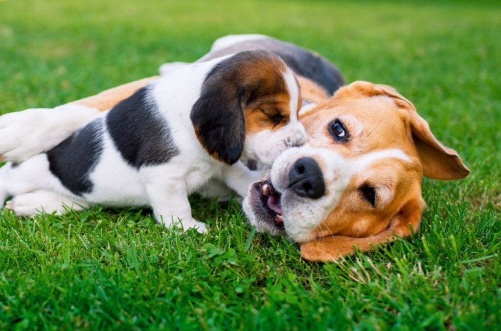 Top 7 Beagle Breeders In Oregon — Best Beagles In The State