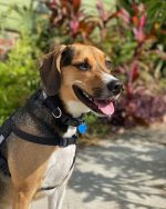 Treeing Walker Coonhound Beagle Mix — The Perfect Hunter