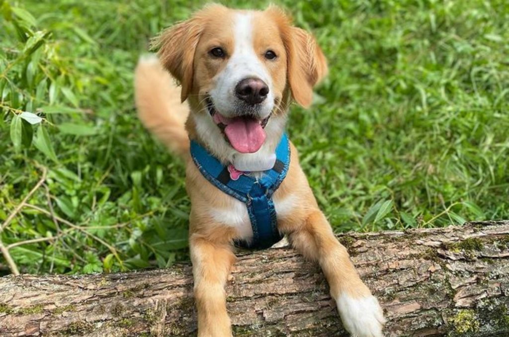 Bernese Mountain Dog Golden Retriever Mix - A Friendly Giant Bernese Mountain Dog Golden Retriever Mix - A Friendly Giant