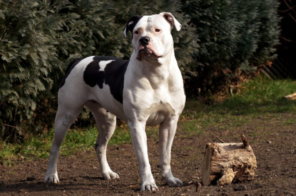 Black And White American Bulldog – A Superstar Athlete