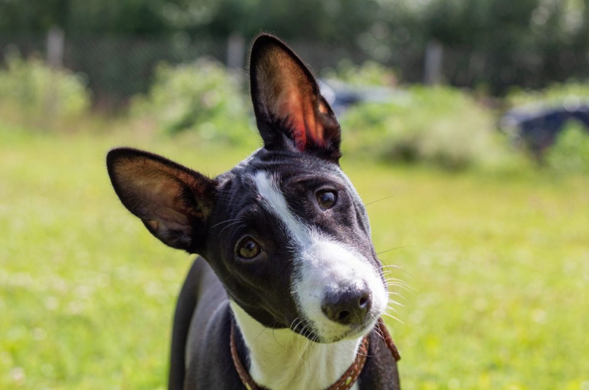 Basenji Growth Chart - How Big Is The Smallest Hound?
