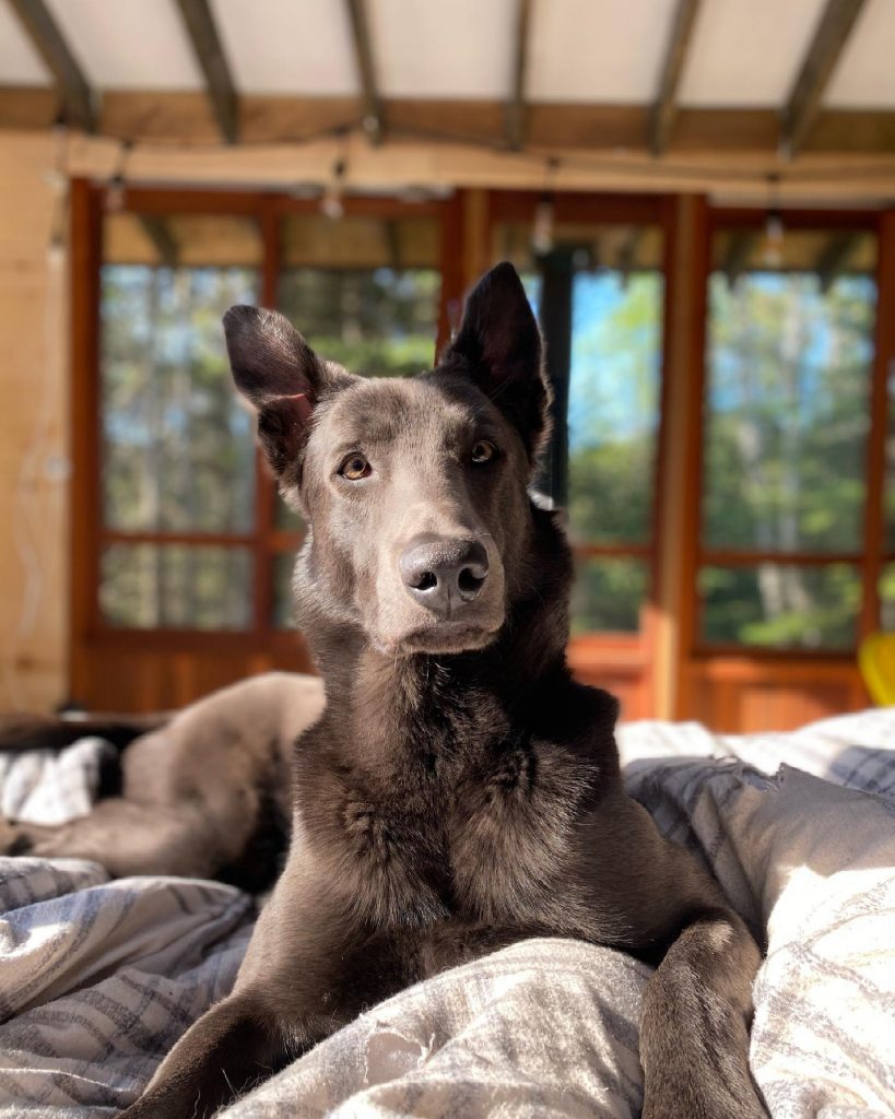 The Blue Dutch Shepherd Breed Standard Loophole