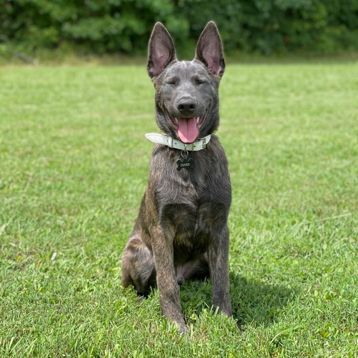 The Blue Dutch Shepherd Breed Standard Loophole