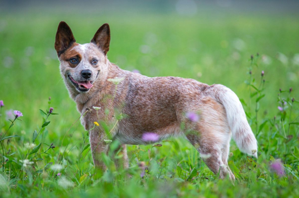 5 Blue Heeler Colors And All Markings Explained