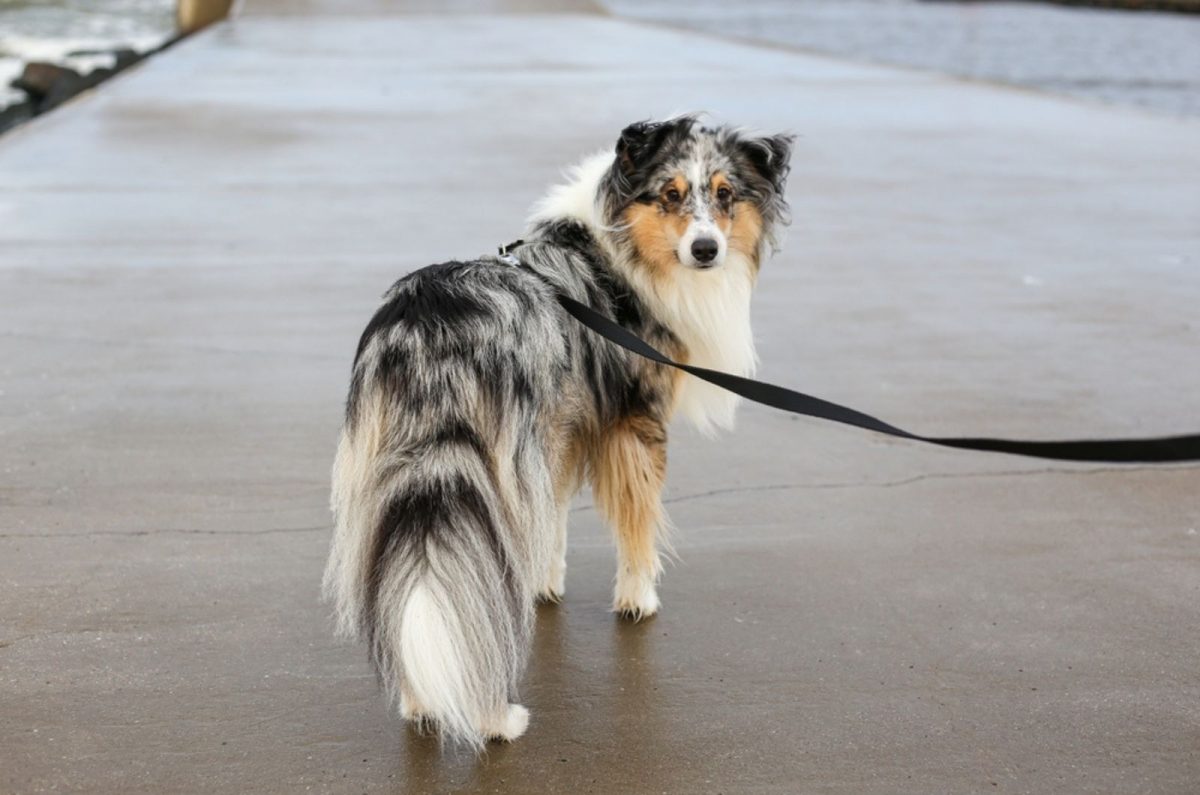 Blue Merle Shetland Sheepdog Genetics Explained