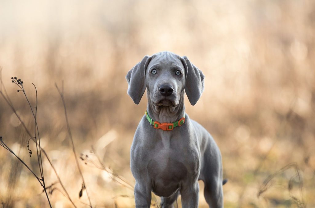 4 Steps To A Blue Weimaraner Dog