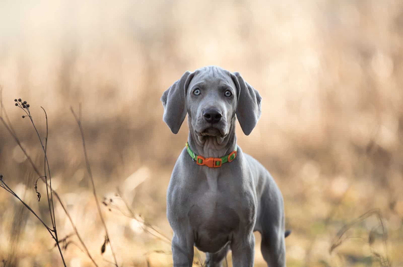4 Steps To A Blue Weimaraner Dog 4 Steps To A Blue Weimaraner Dog