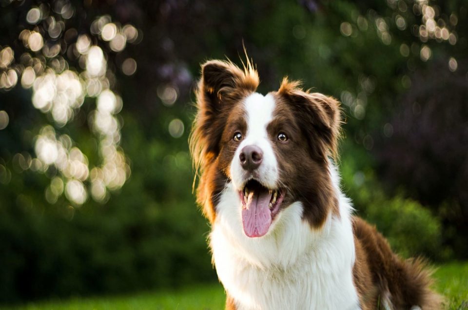 The Top 17 Border Collie Breeders in The United States