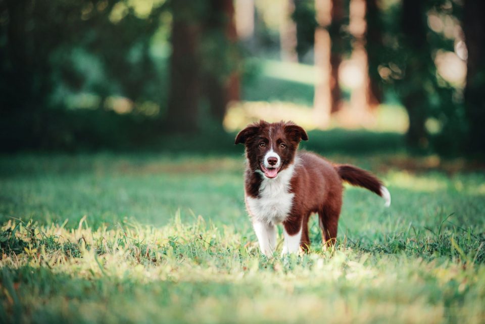 Top 13 Border Collie Breeders In Texas — Best Texan Collies