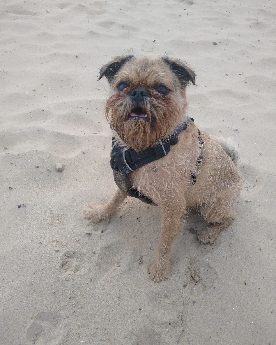 The Brussels Griffon Pug Mix For A Brighter Life