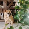The Brussels Griffon Pug Mix For A Brighter Life